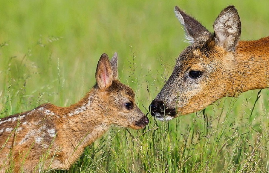 Općina Kupres - Službene web stranice